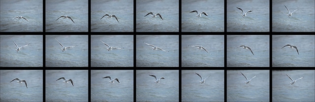 OM-1 スペシャルサイト | デジタル一眼カメラ | OMデジタルソリューションズ（オリンパス）