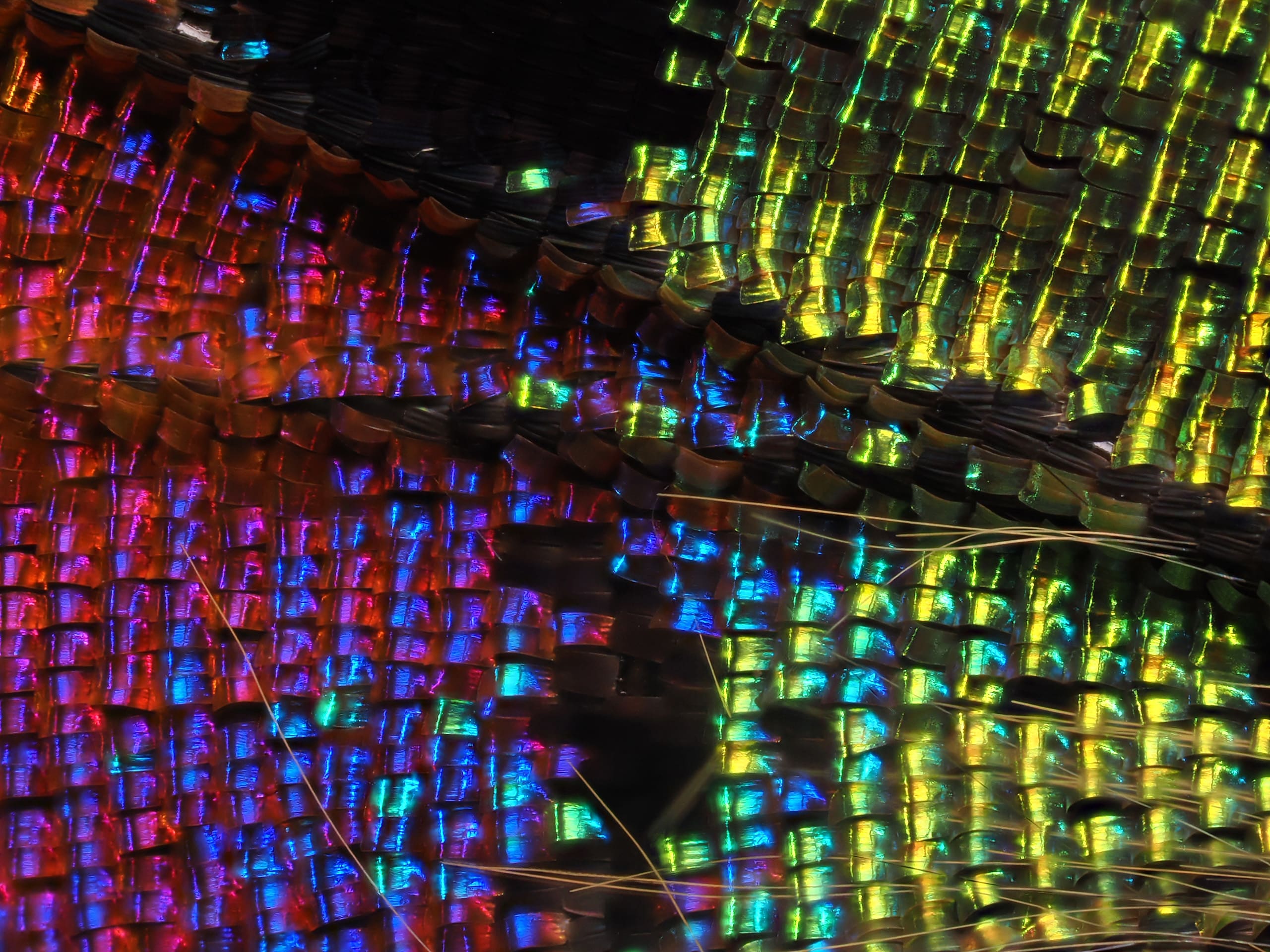 写真家 海野 和男 x OM SYSTEM OM-1 Mark II ～ネイチャーマクロ撮影に最適なカメラ～｜OM SYSTEM OM-1 ...