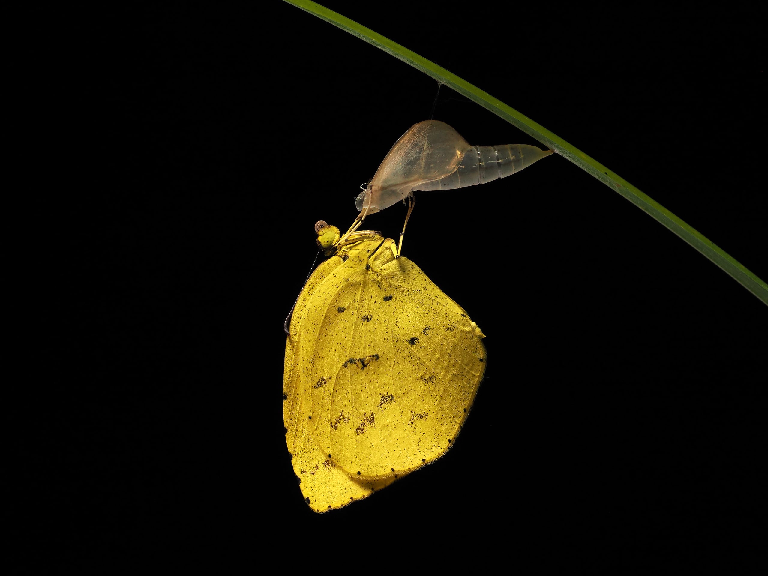 写真家 海野 和男 x OM SYSTEM OM-1 Mark II ～ネイチャーマクロ撮影に最適なカメラ～｜OM SYSTEM OM-1 Mark II｜カメラ｜OM SYSTEM｜OM ...