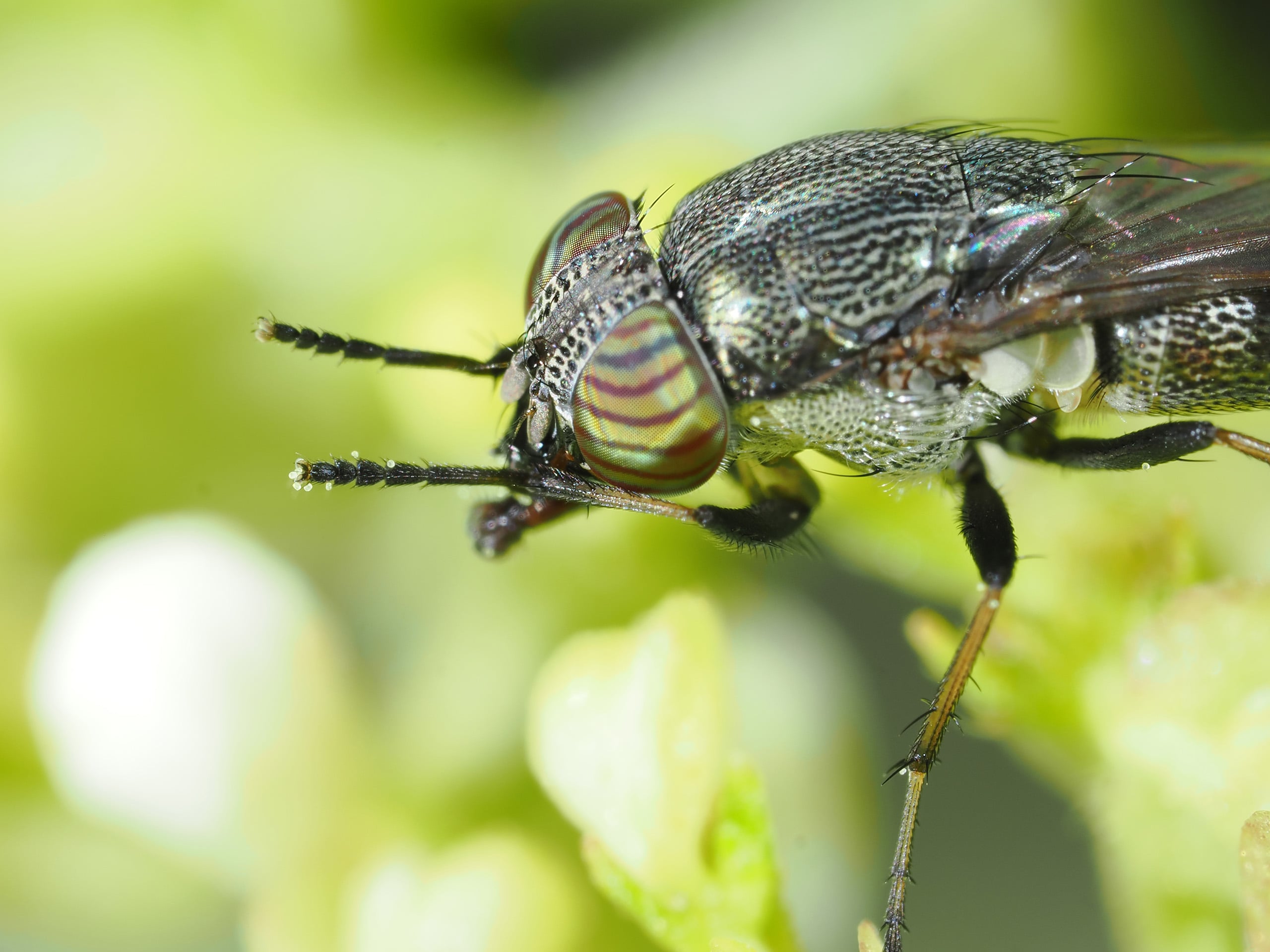 写真家 海野 和男 x OM SYSTEM OM-1 Mark II ～ネイチャーマクロ撮影に最適なカメラ～｜OM SYSTEM OM-1 ...