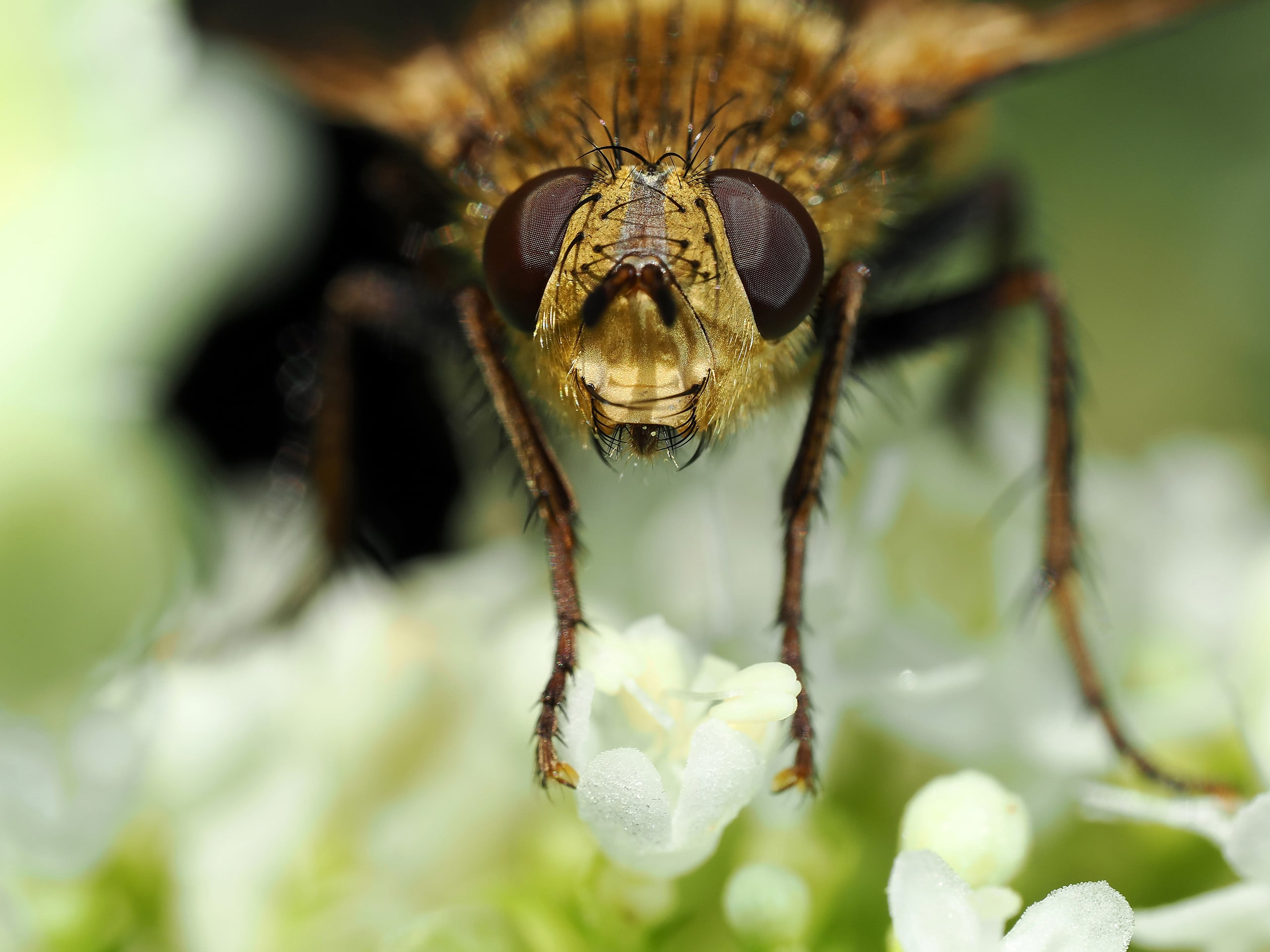 写真家 海野 和男 x OM SYSTEM OM-1 Mark II ～ネイチャーマクロ撮影に最適なカメラ～｜OM SYSTEM OM-1 ...