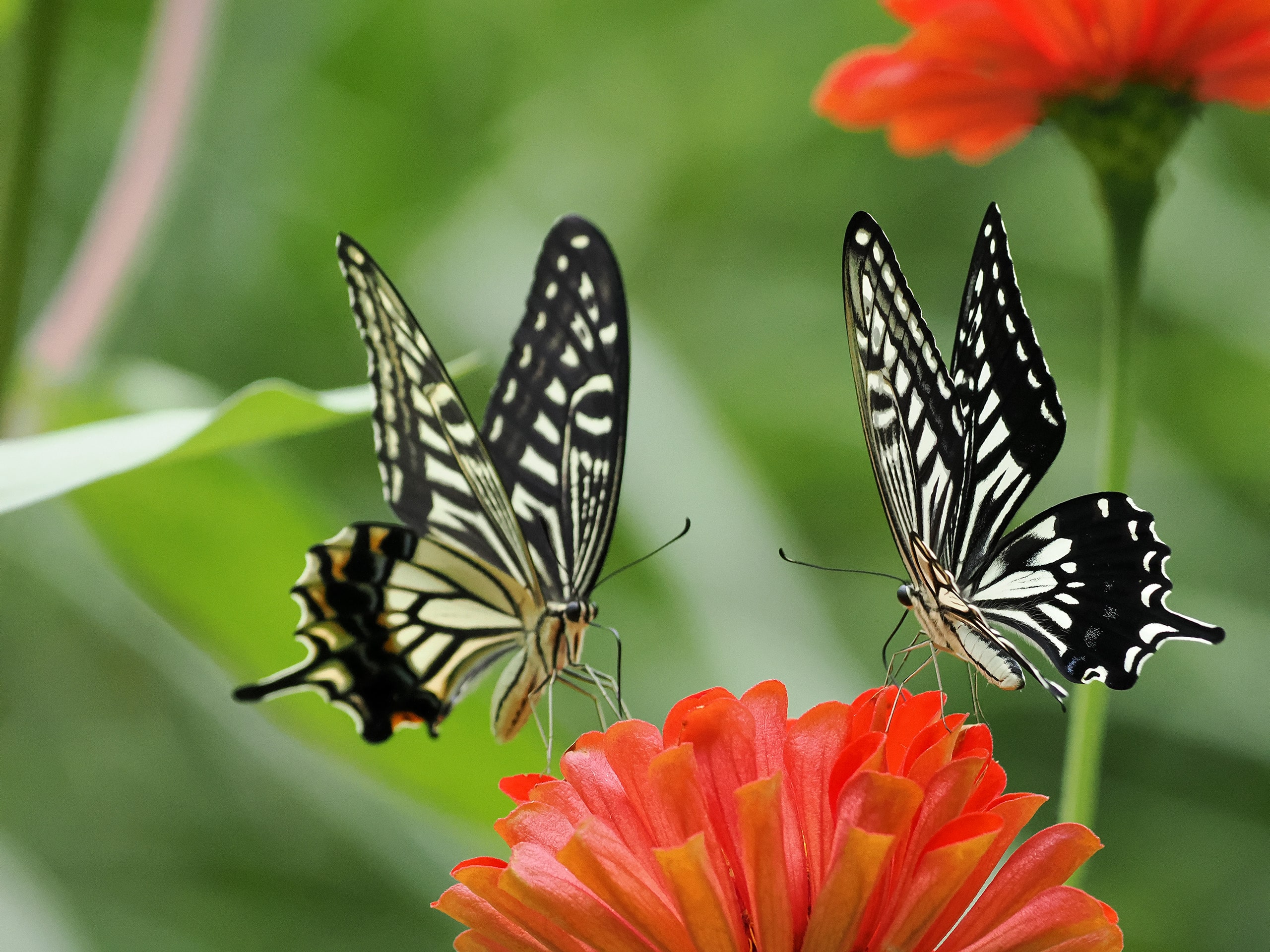 写真家 海野 和男 x OM SYSTEM OM-1 Mark II ～ネイチャーマクロ撮影に最適なカメラ～｜OM SYSTEM OM-1 Mark II｜カメラ｜OM SYSTEM｜OM ...