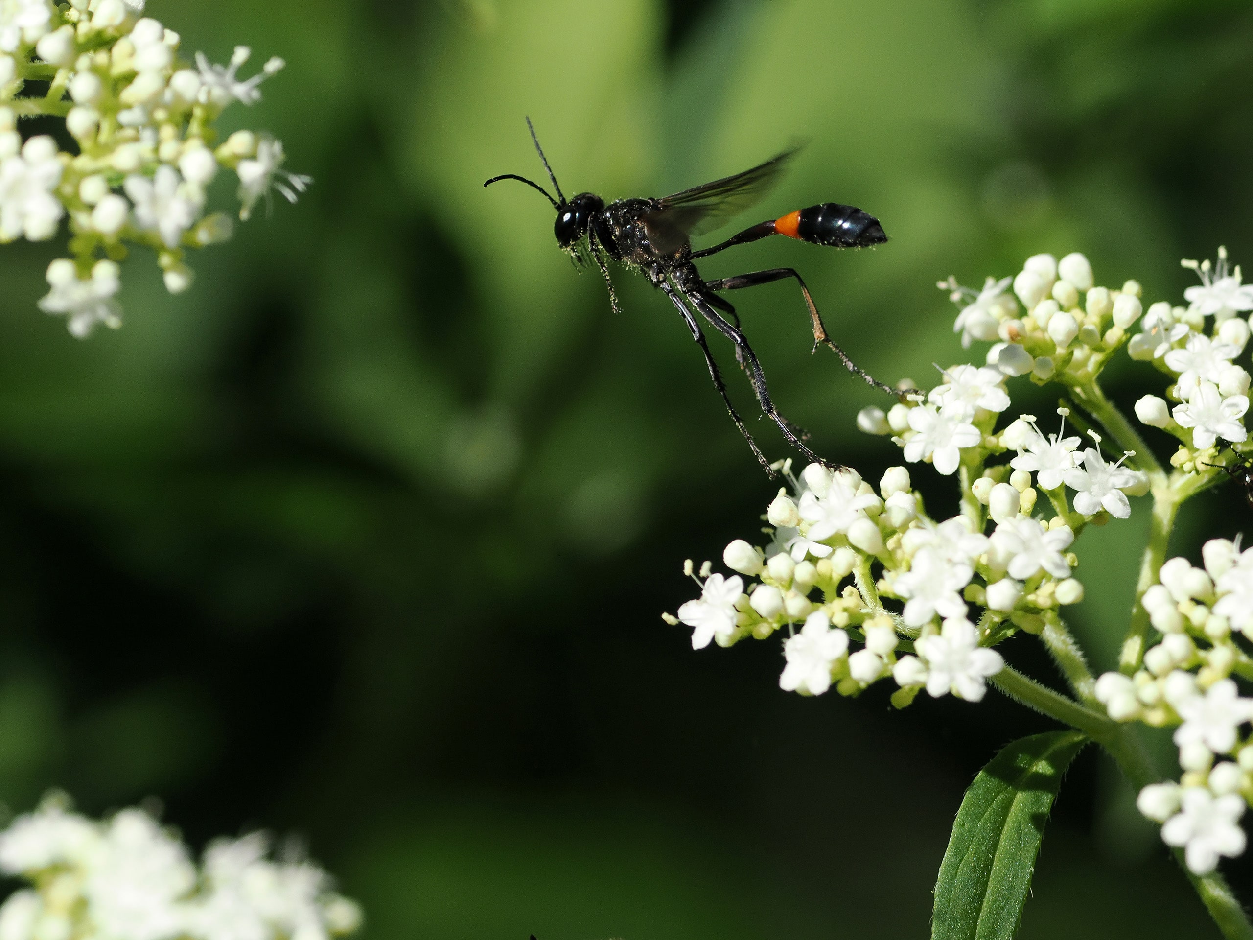 写真家 海野 和男 x OM SYSTEM OM-1 Mark II ～ネイチャーマクロ撮影に最適なカメラ～｜OM SYSTEM OM-1 ...