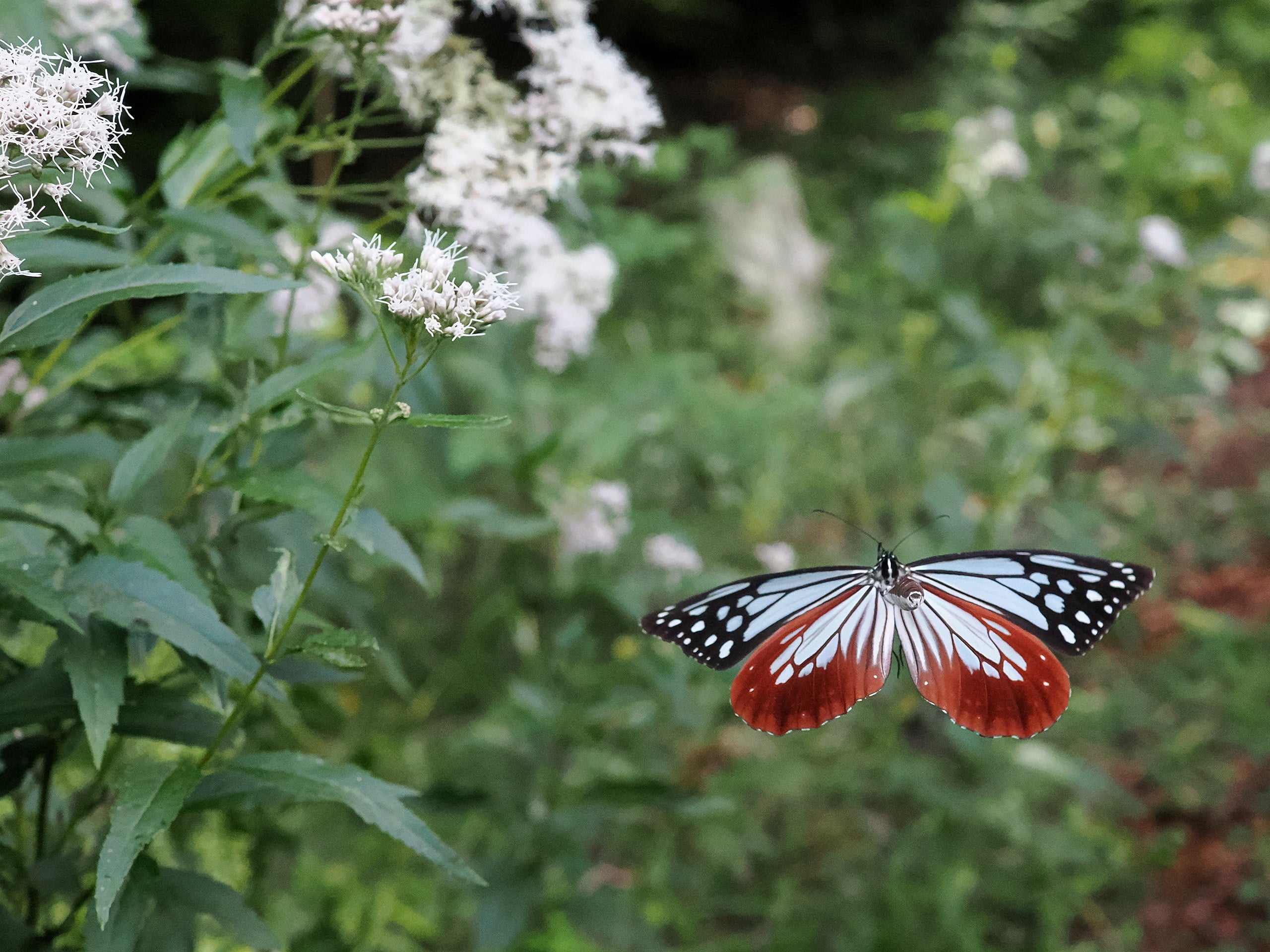 写真家 海野 和男 x OM SYSTEM OM-1 Mark II ～ネイチャーマクロ撮影に最適なカメラ～｜OM SYSTEM OM-1 Mark II｜カメラ｜OM SYSTEM｜OM ...